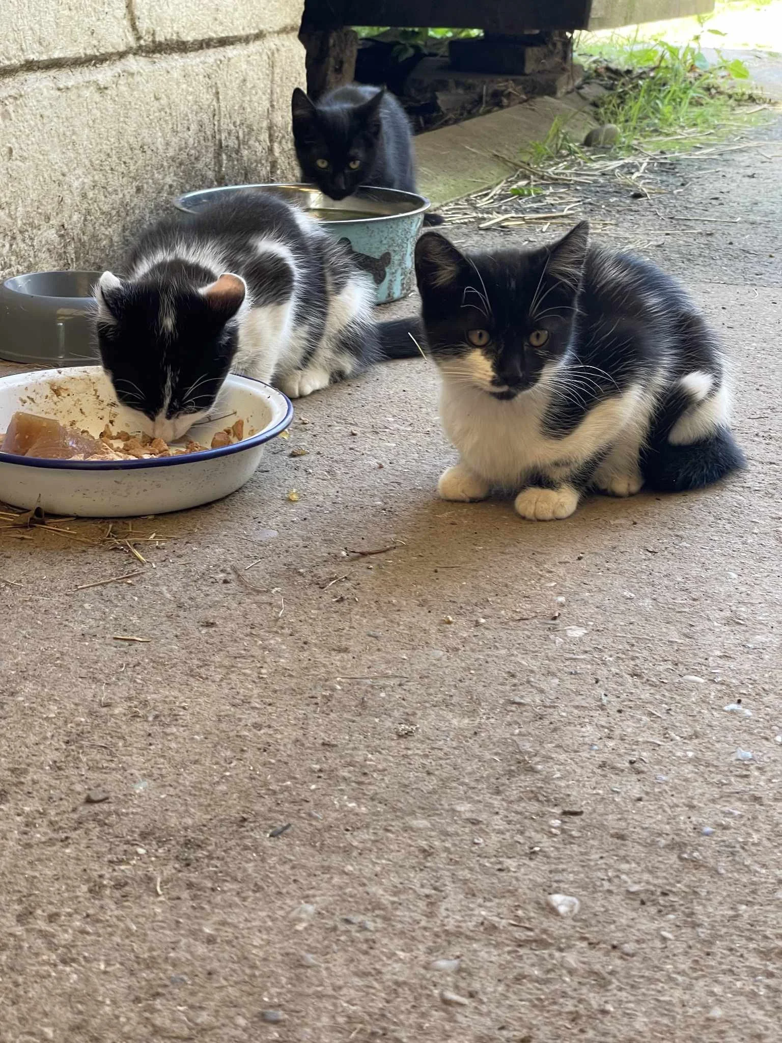 Homing from Homes — Avon Cat Rescue