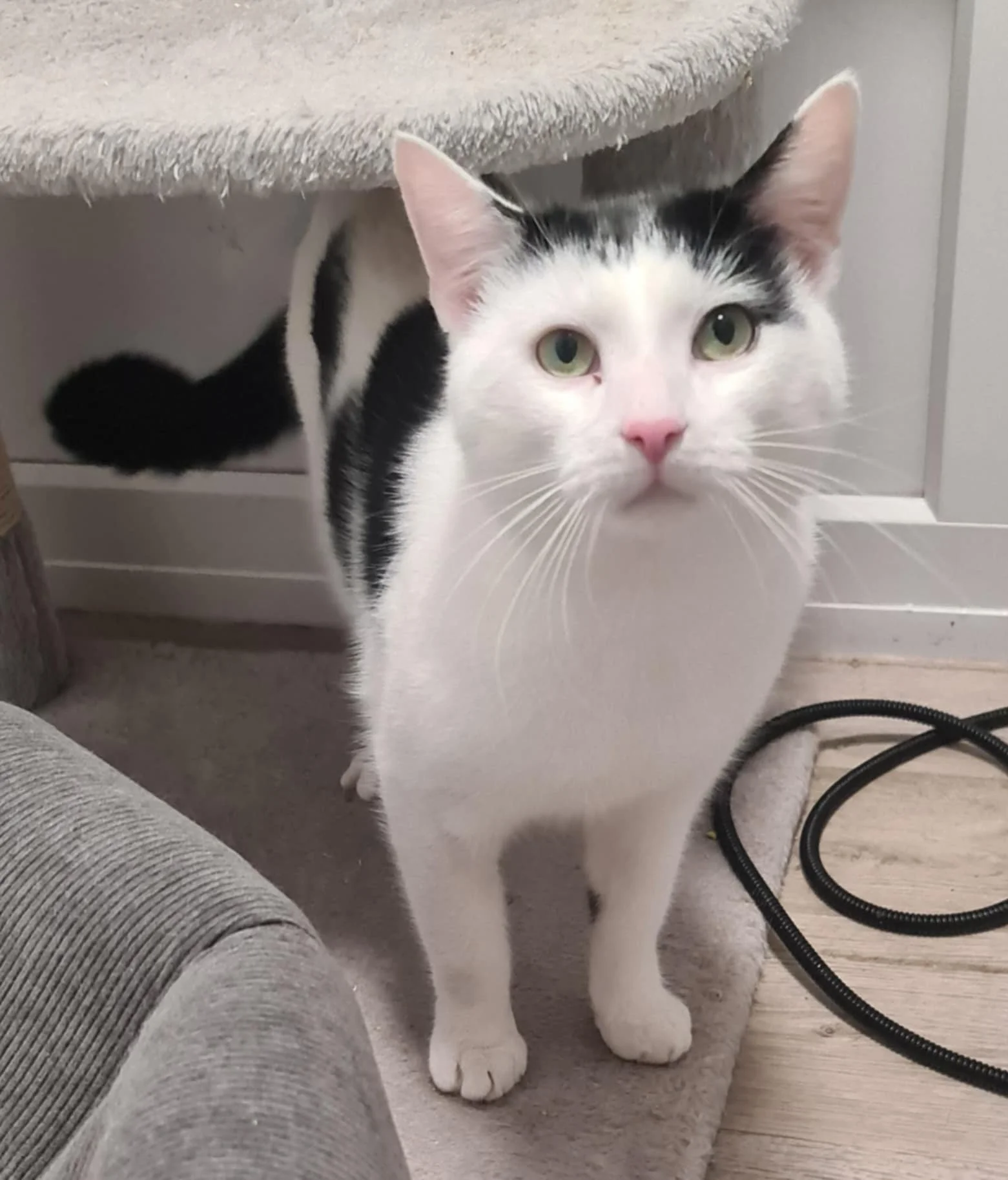 Homing — Avon Cat Rescue