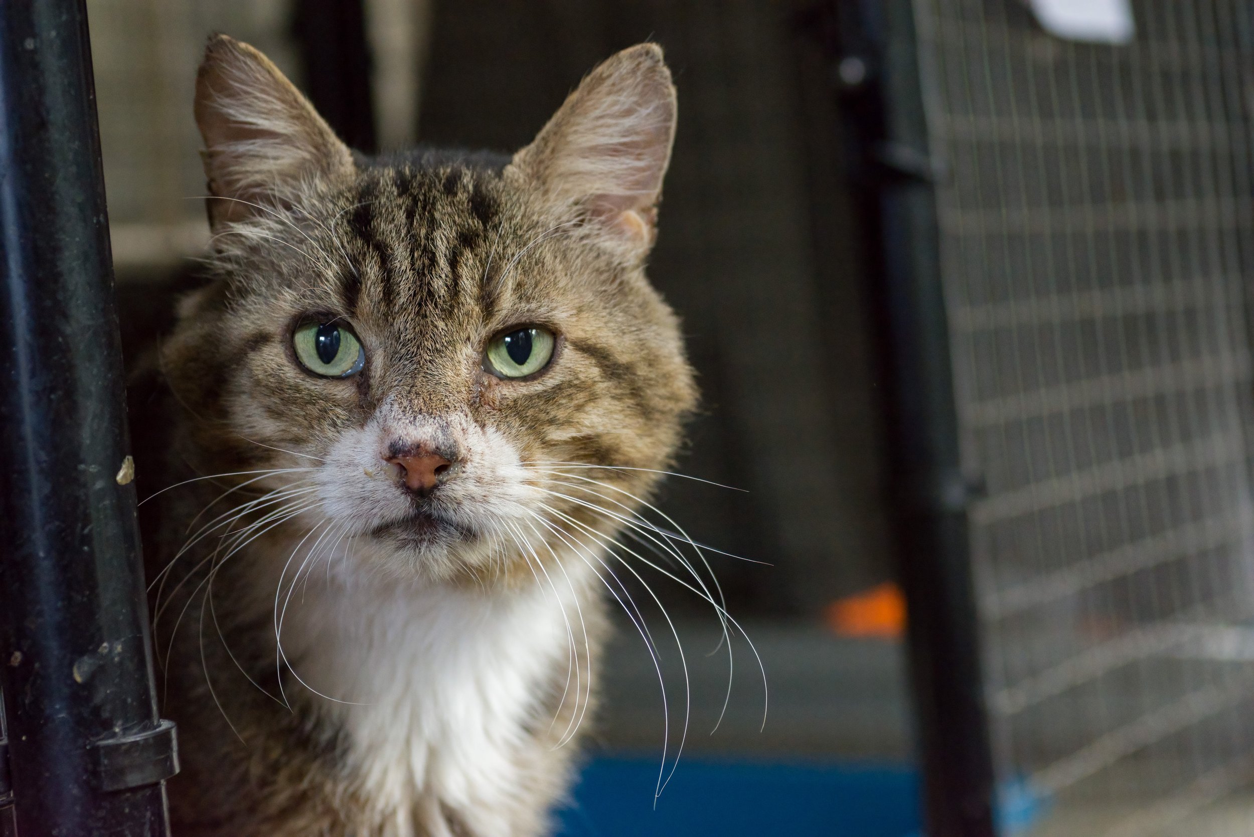 Donate — Avon Cat Rescue