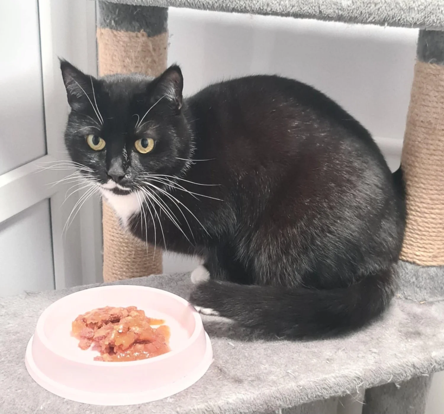 Homing — Avon Cat Rescue