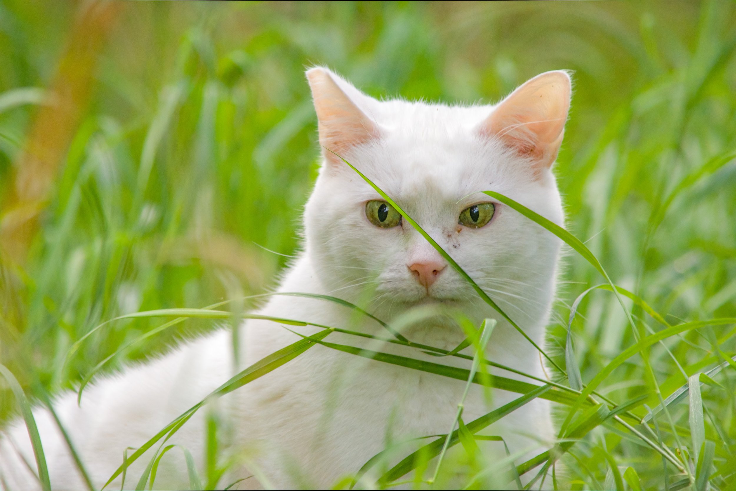 Avon Cat Rescue