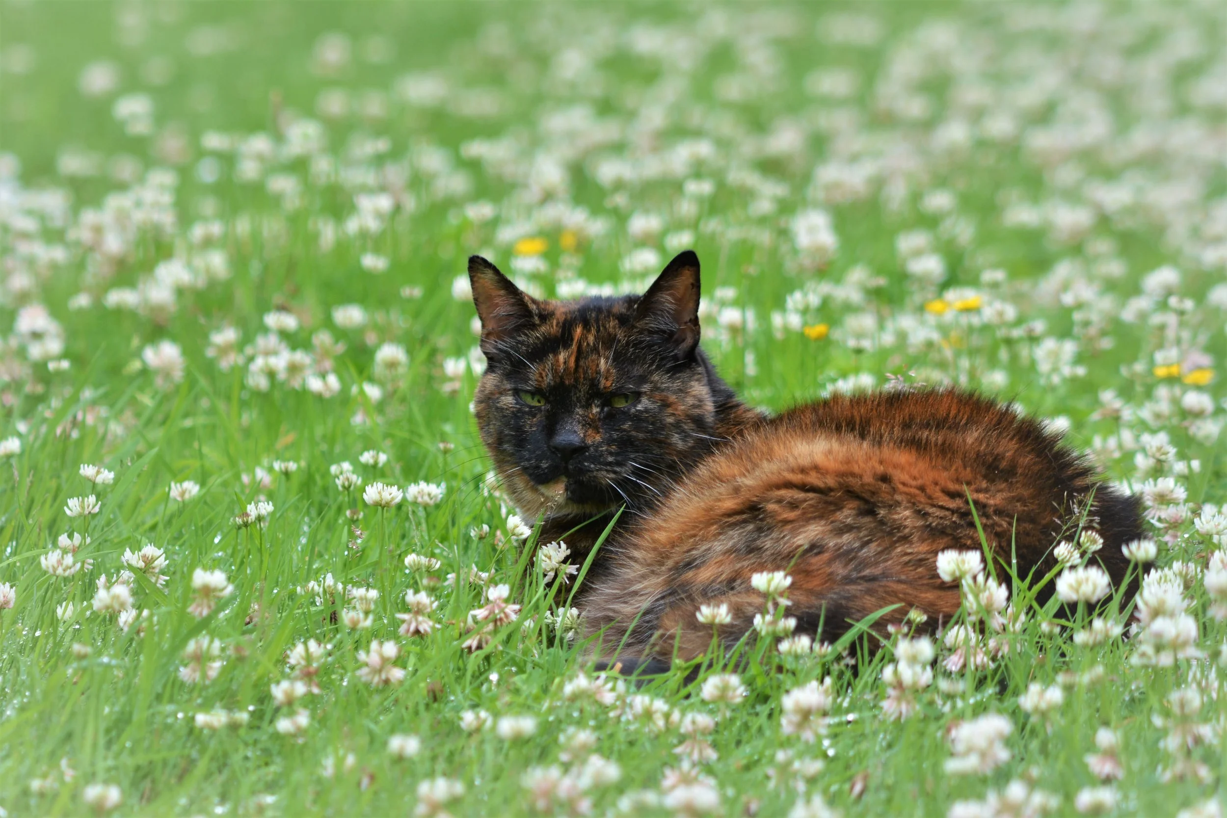 Outdoor Cats — Avon Cat Rescue