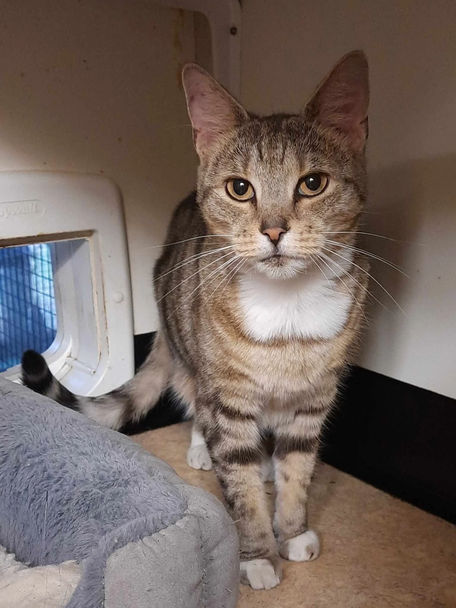 Homing — Avon Cat Rescue