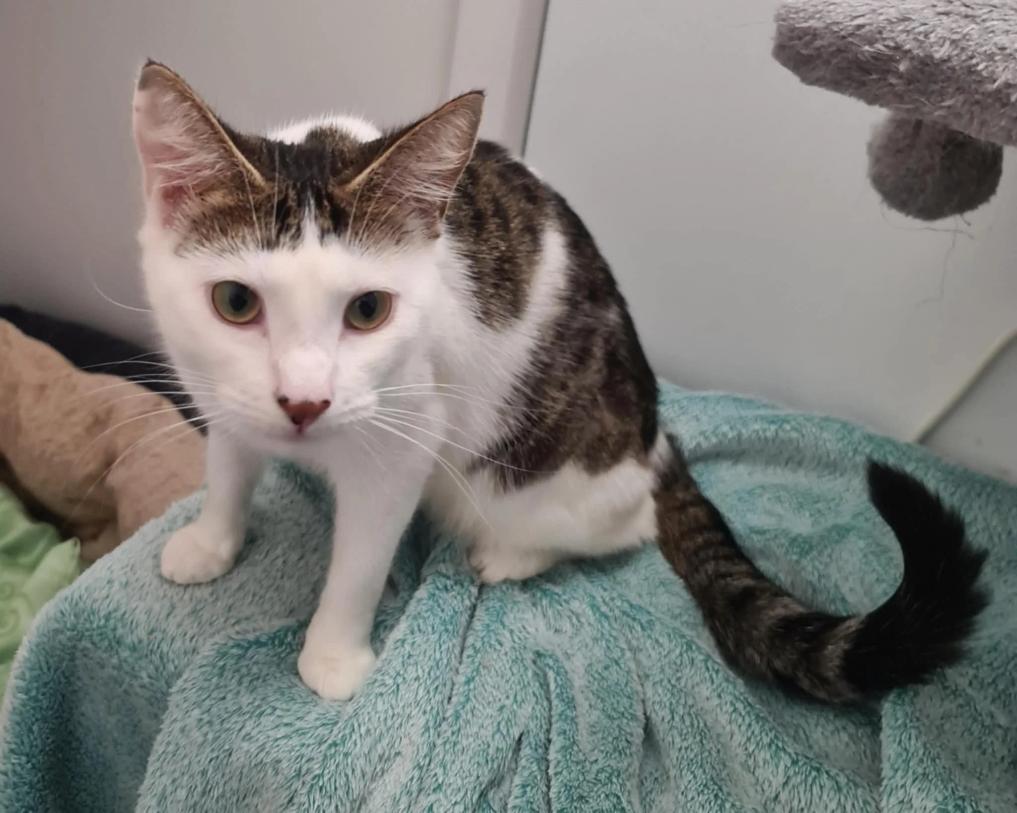 Homing — Avon Cat Rescue