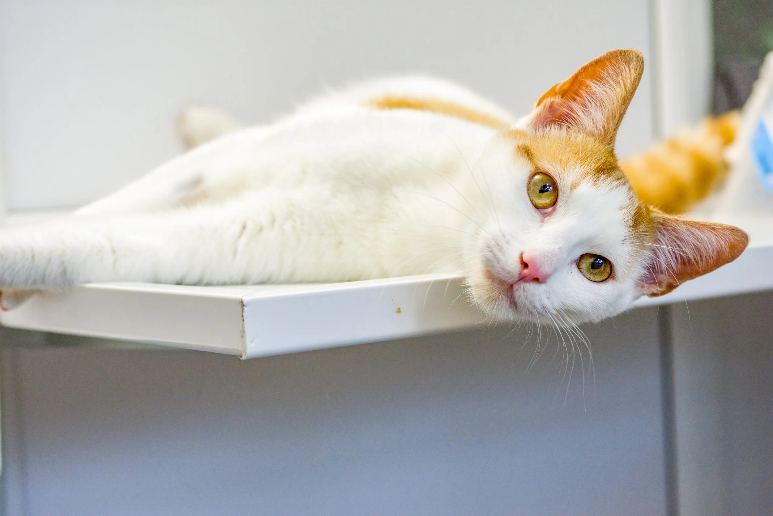 Avon Cat Rescue
