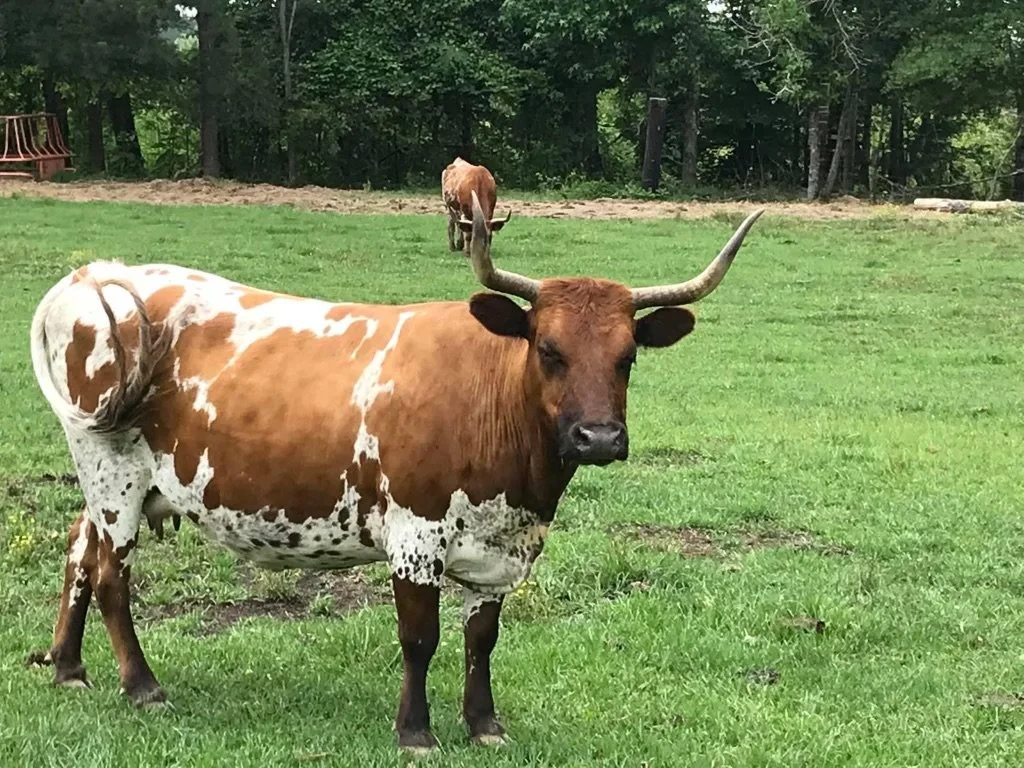 Cattle — R & R Farms