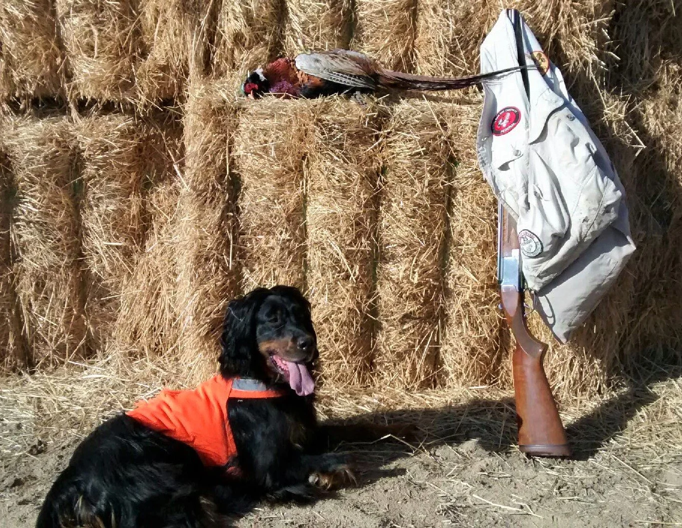 Pacific Northwest Gordon Setter Club