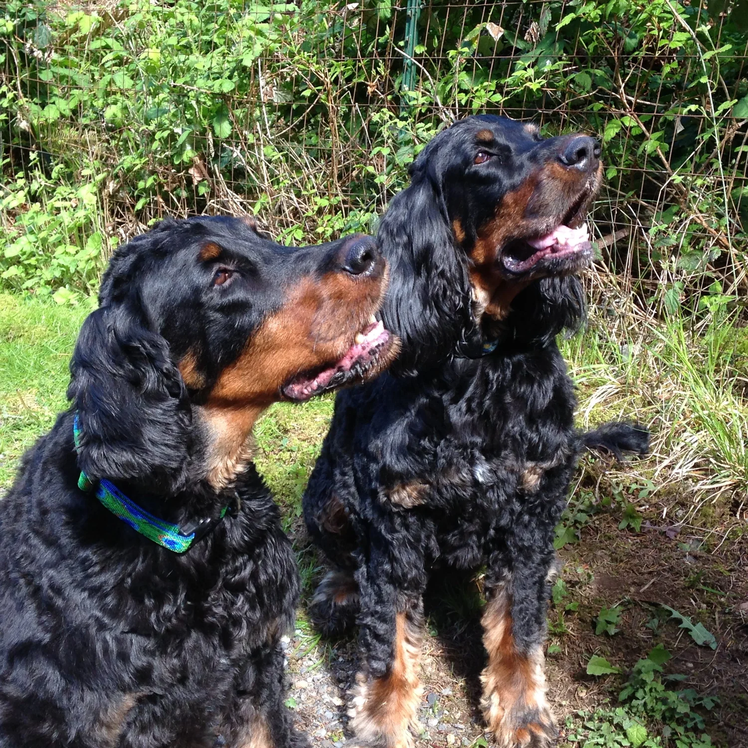 Pacific Northwest Gordon Setter Club