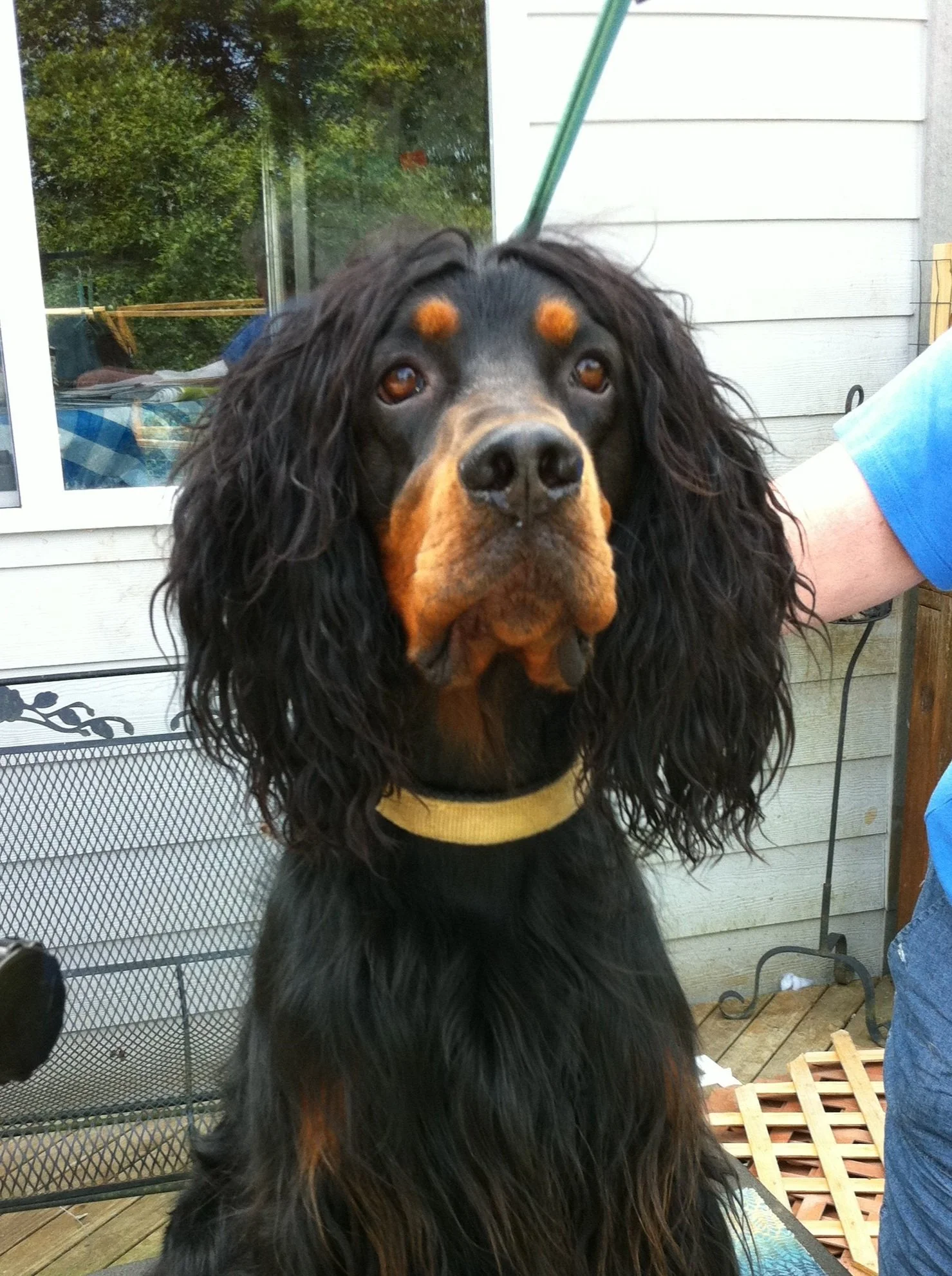 Pacific Northwest Gordon Setter Club