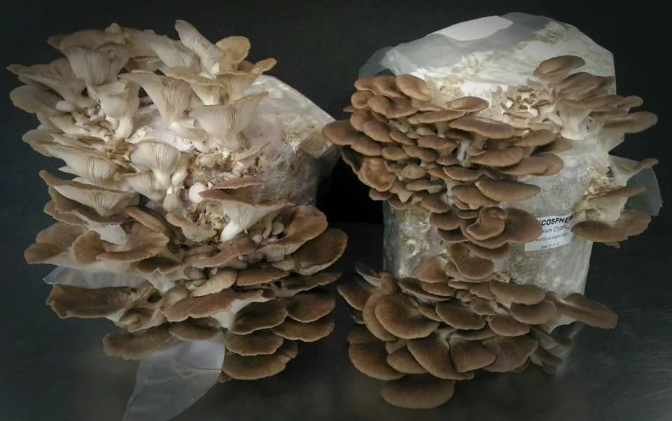 Commonly Cultivated Species in the Philippines — Mycosphere Laboratories