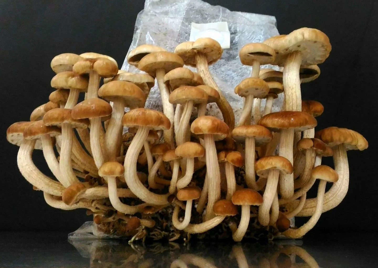 Commonly Cultivated Species in the Philippines — Mycosphere Laboratories