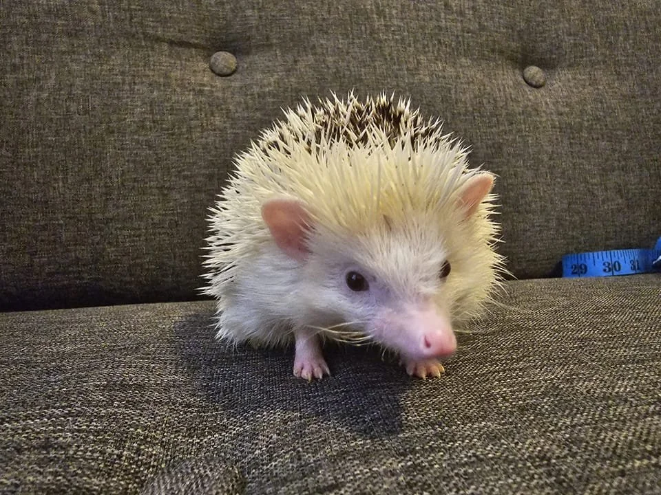 Who is Amy Gee? — Click Roll Boom