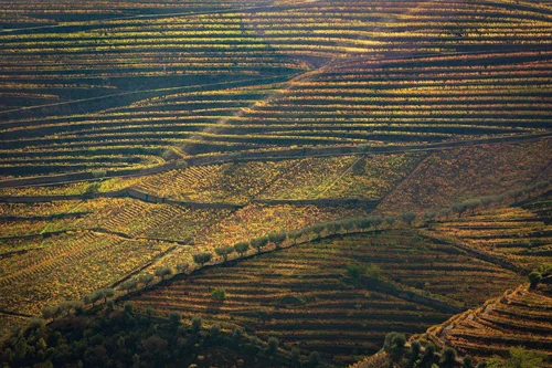 How Port Wine is Made | Explore Port's Creation — Port Wine Platform