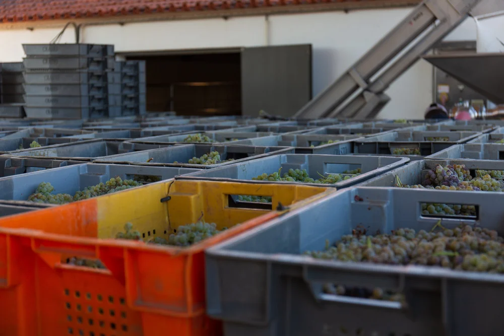 How Port Wine is Made | Explore Port's Creation — Port Wine Platform