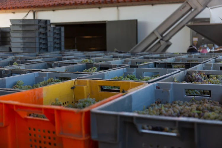 How Port Wine is Made | Explore Port's Creation — Port Wine Platform