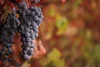 How Port Wine is Made | Explore Port's Creation — Port Wine Platform