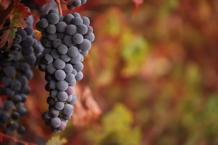 How Port Wine is Made | Explore Port's Creation — Port Wine Platform