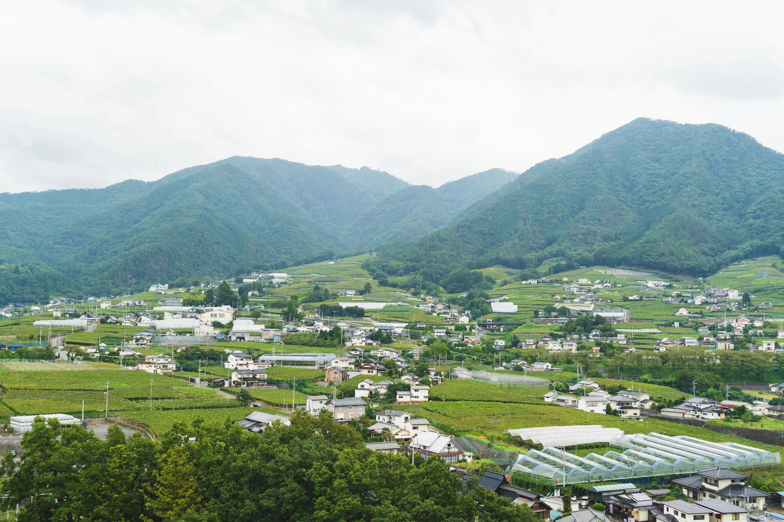 Visiting Japan's Grapes and Wine Town: Koshu, Yamanashi — Barrettish