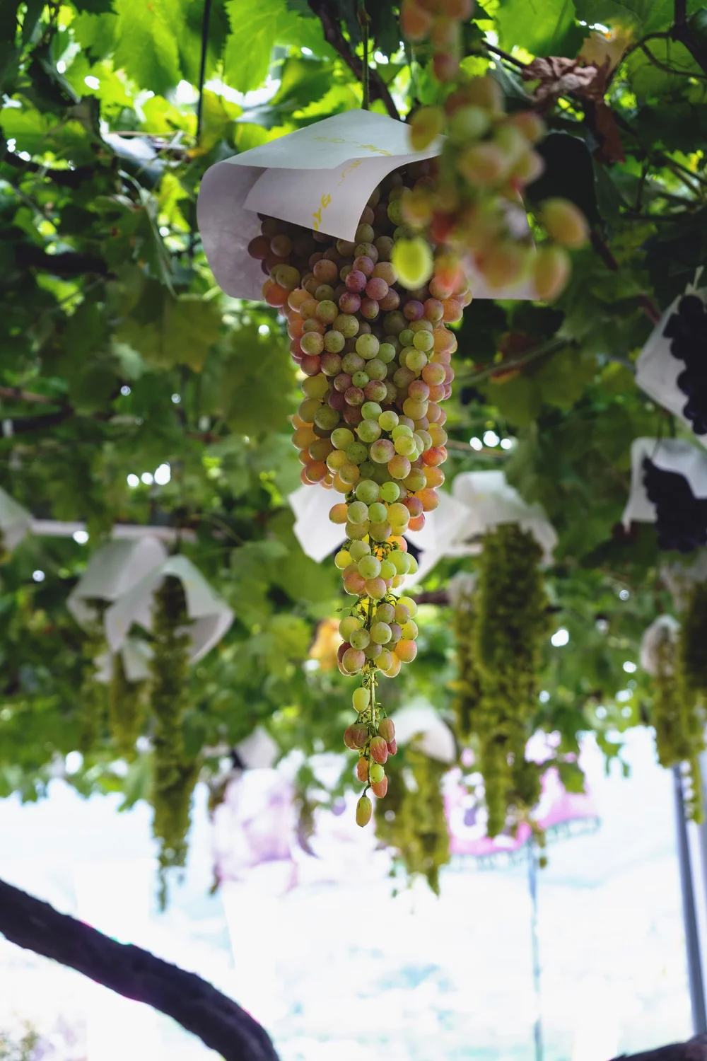 Visiting Japan's Grapes and Wine Town: Koshu, Yamanashi — Barrettish