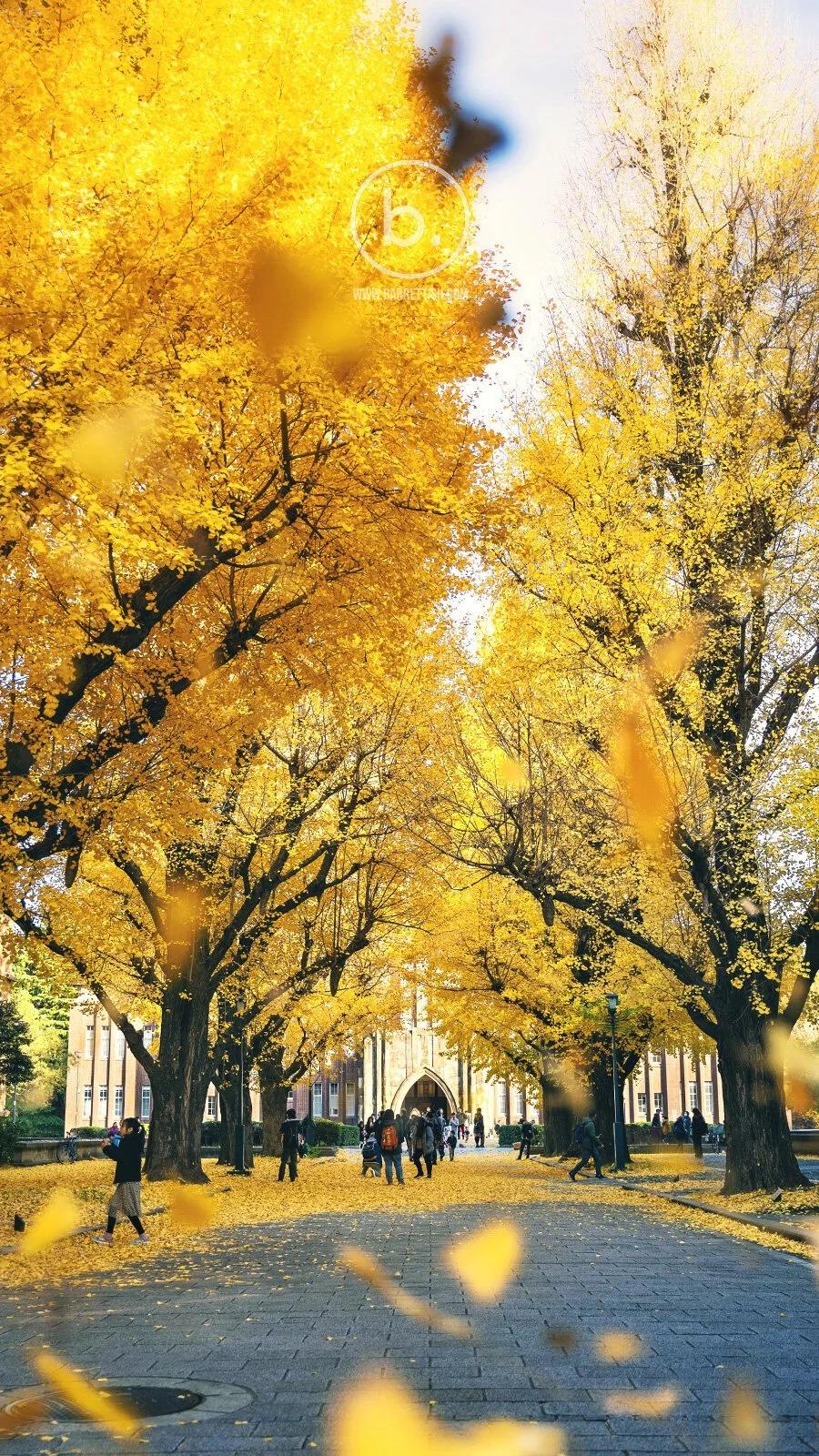 Fall in Japan: Free Wallpapers for Your Phone — Barrettish