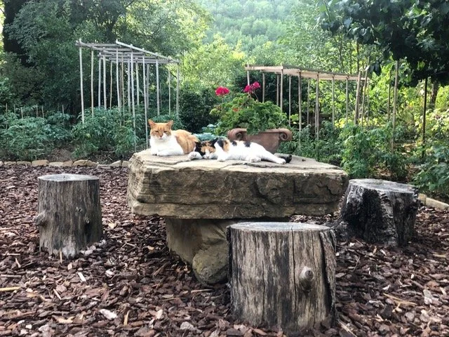 Farm like an ecosystem Part III: Wild farming - resilience