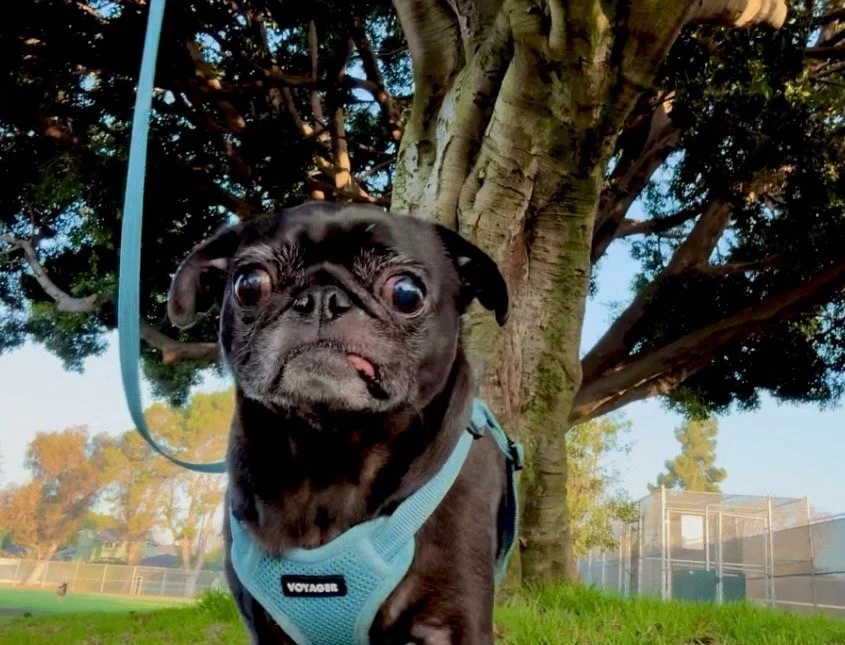Non Profit Pug Rescue | Pug Rescue of Korea