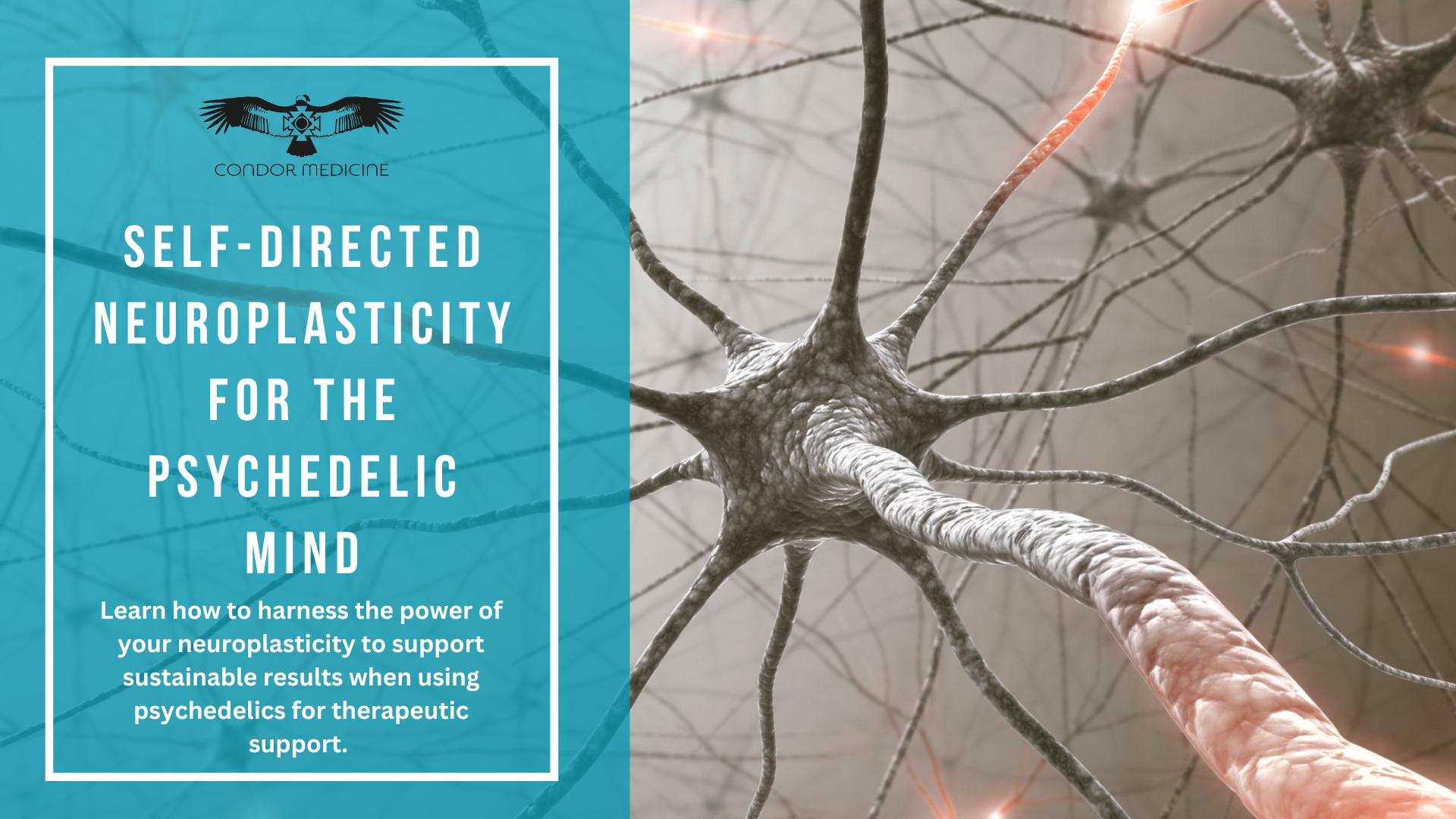 Self-Directed Neuroplasticity for the Psychedelic Mind — Condor ...