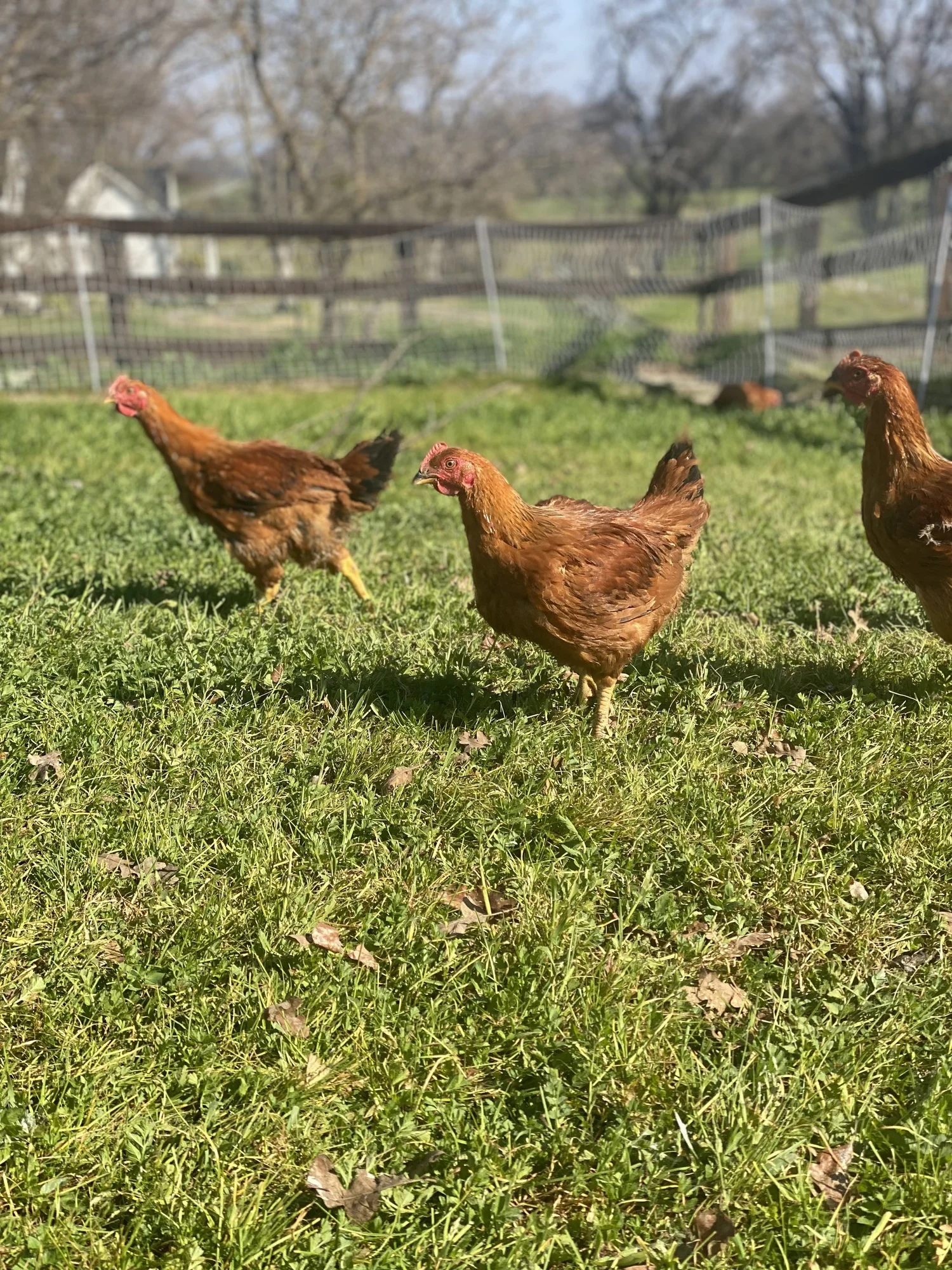 Meat for the future - PT Ranch