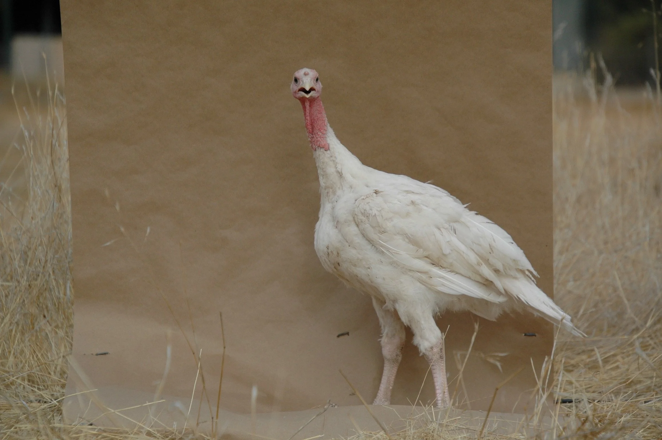 Meat for the future - PT Ranch