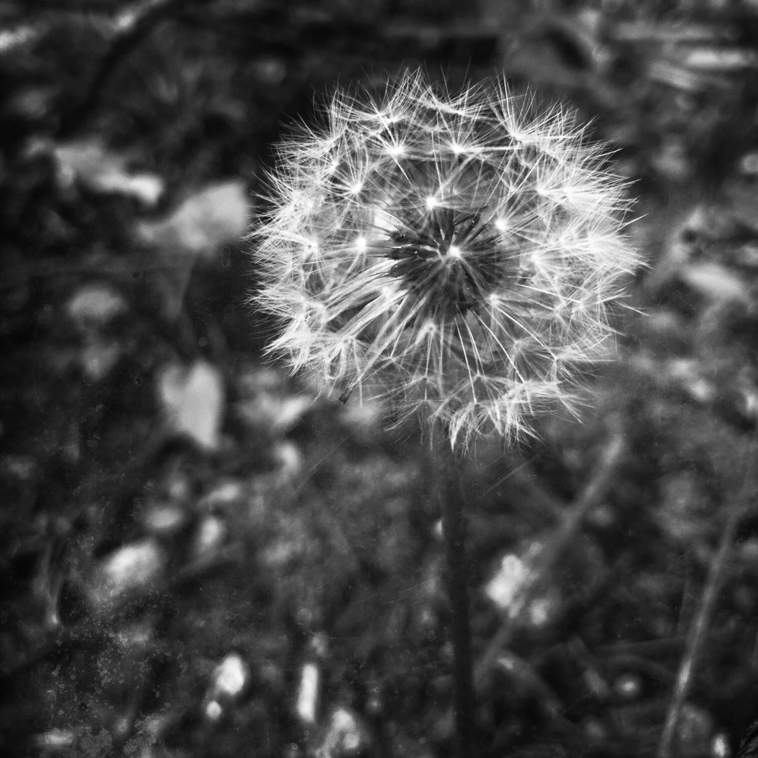 Gone To Seed Lynne Buchanan Poetic Climate Photography