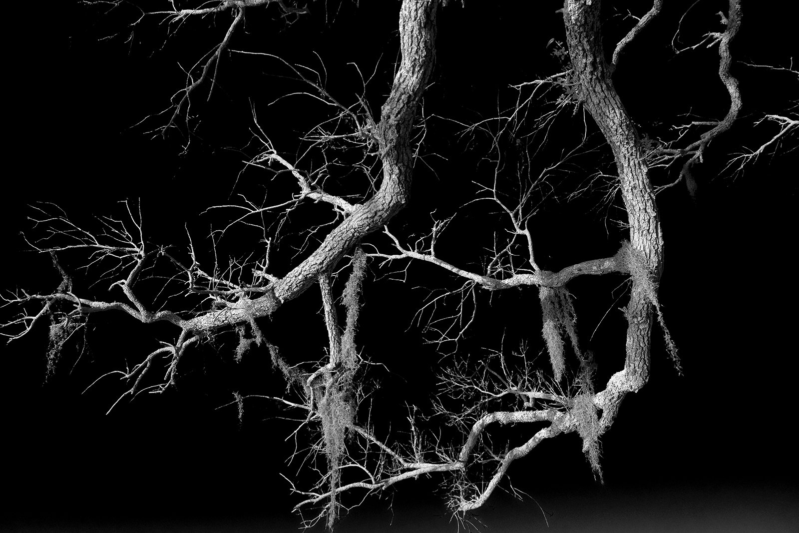 Gallery 1 — Lynne Buchanan • Poetic Climate Photography