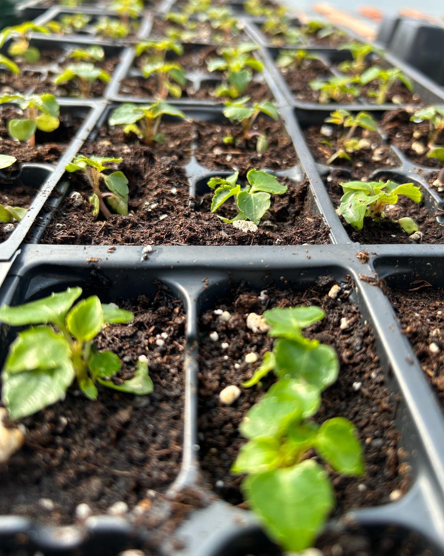 Smith Farms | Locally Grown Produce | Frankfort, IN