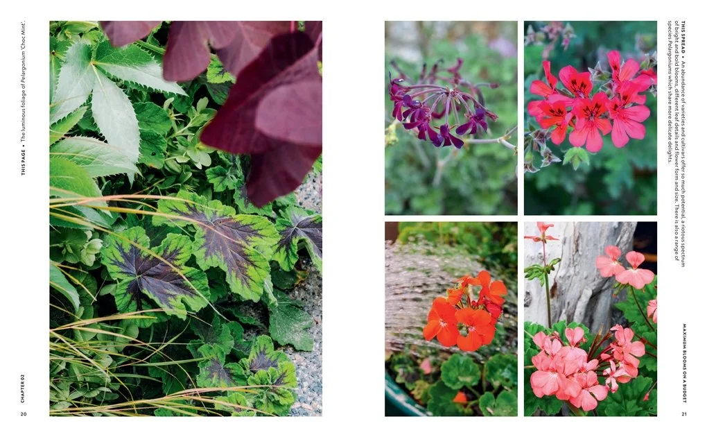 Shop — The Super Bloom