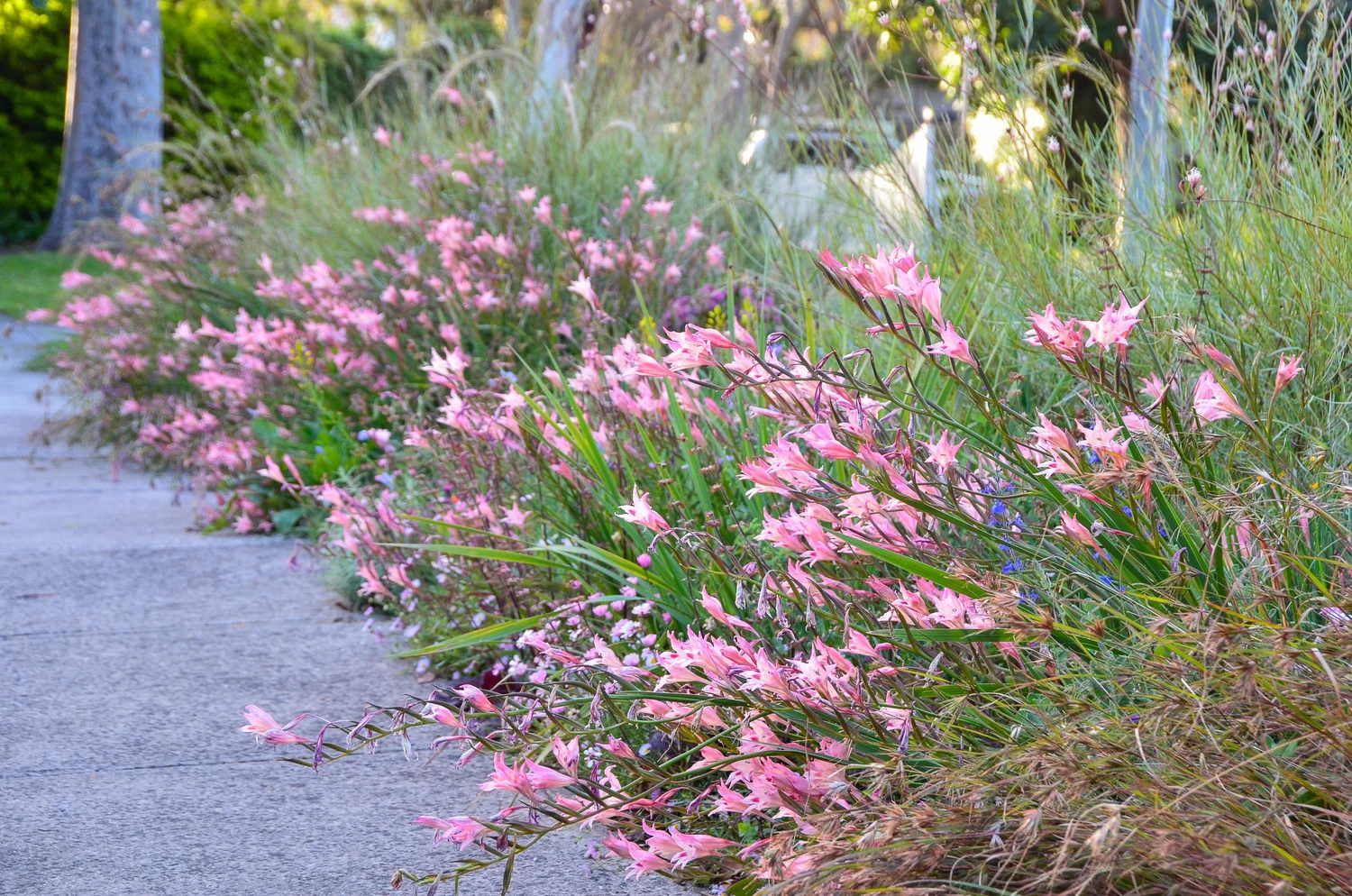 Truth to practice from gardening in public — Super Bloom Plant Practice