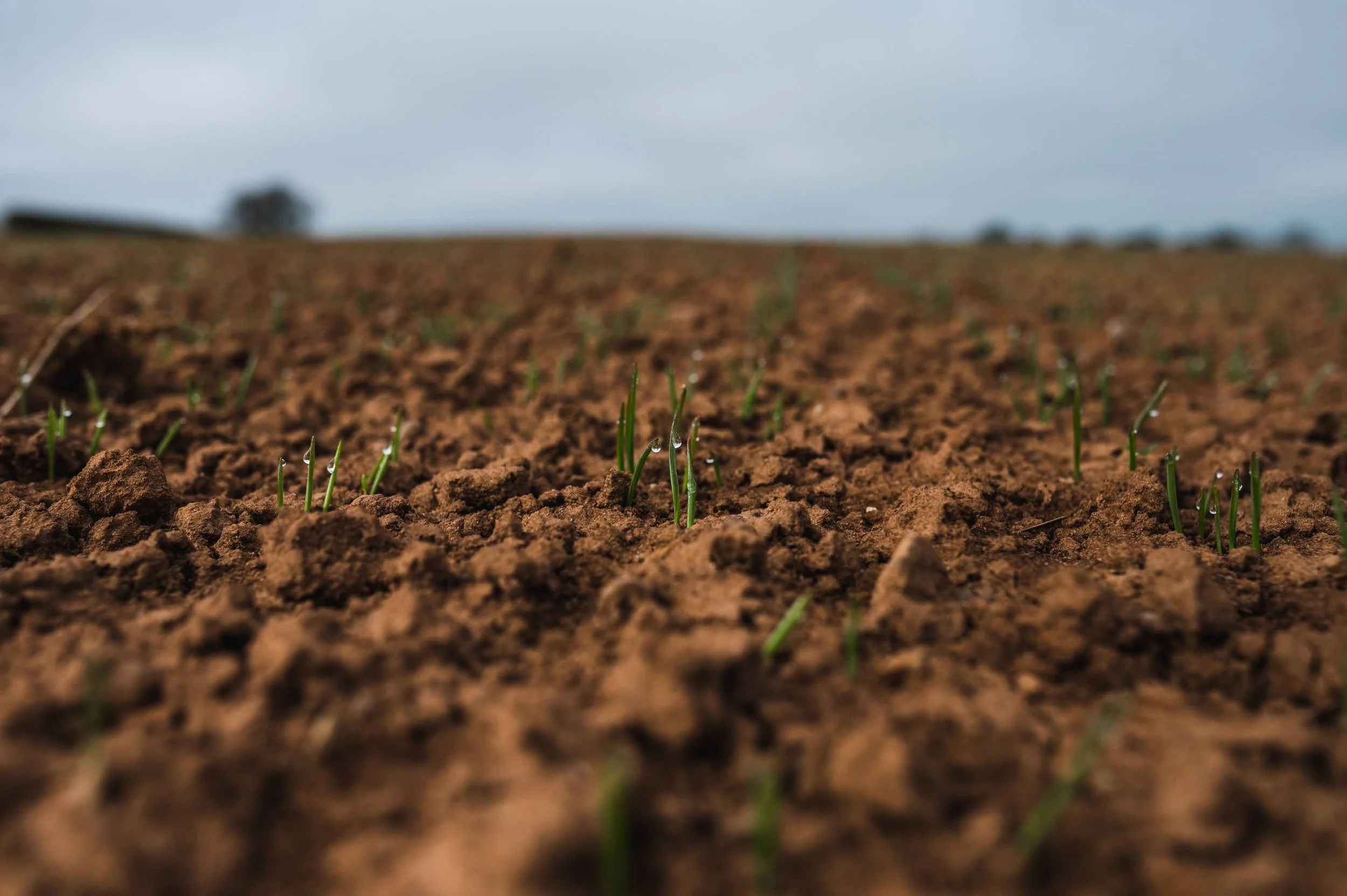 Seasonal Releases - Third Crop — Lochlea Distillery | Whisky Distillery ...