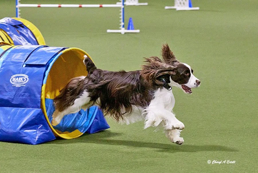 Adventuretails Dog Agility | Dog Sports & Training | Adventuretails Dog ...