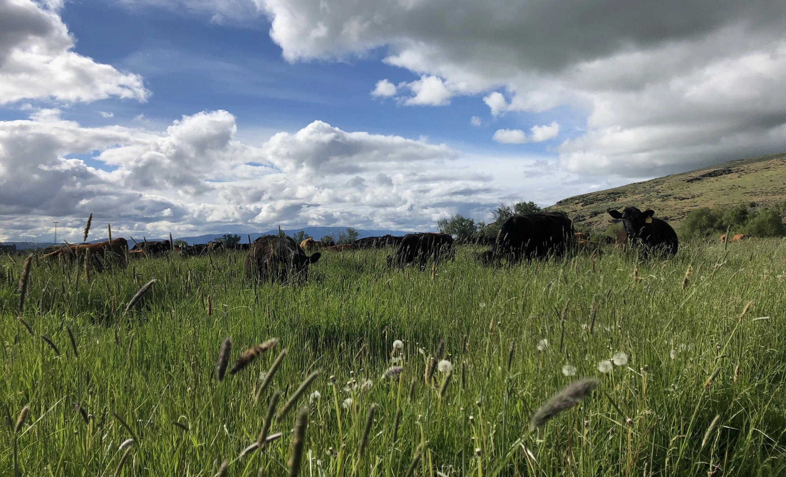 Bunchgrass Land & Livestock
