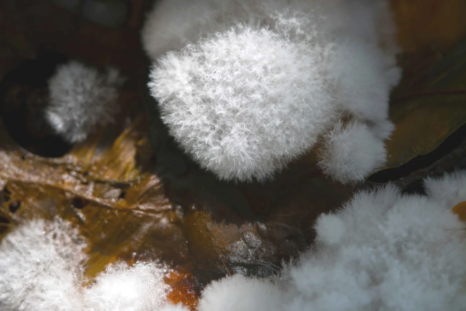 Biofabricating with Mycelium — MushLume Lighting