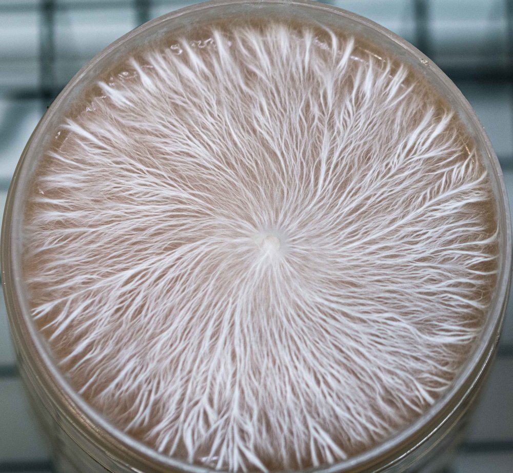 Biofabricating with Mycelium — MushLume Lighting