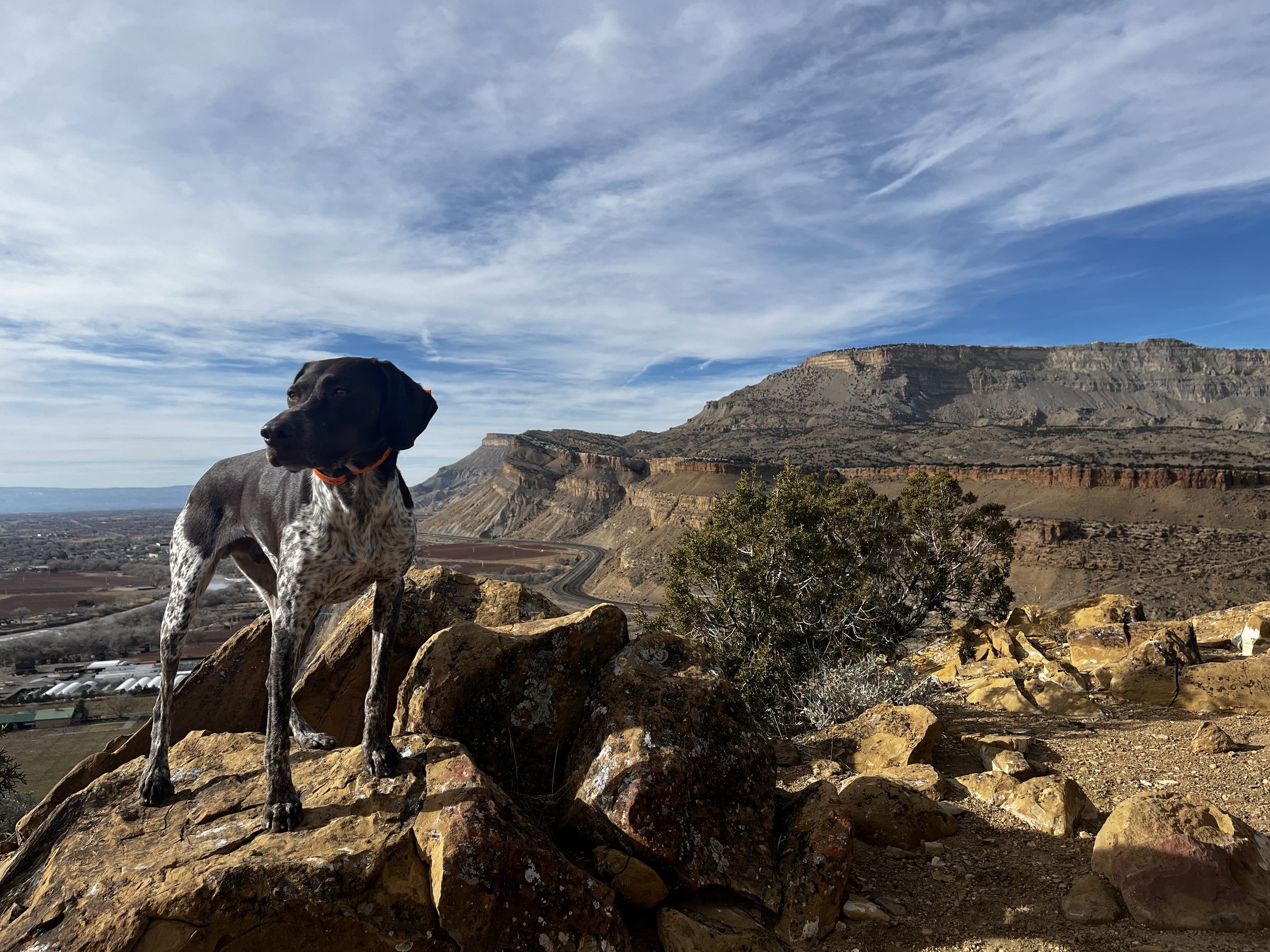 About — The Actualized Canine