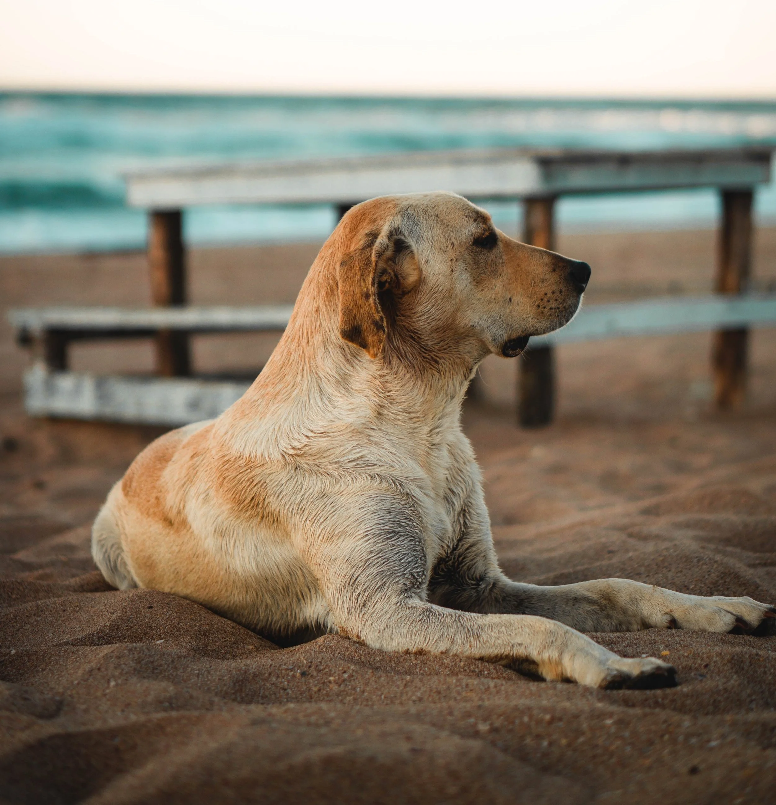 BAYSIDE SERVICE DOGS