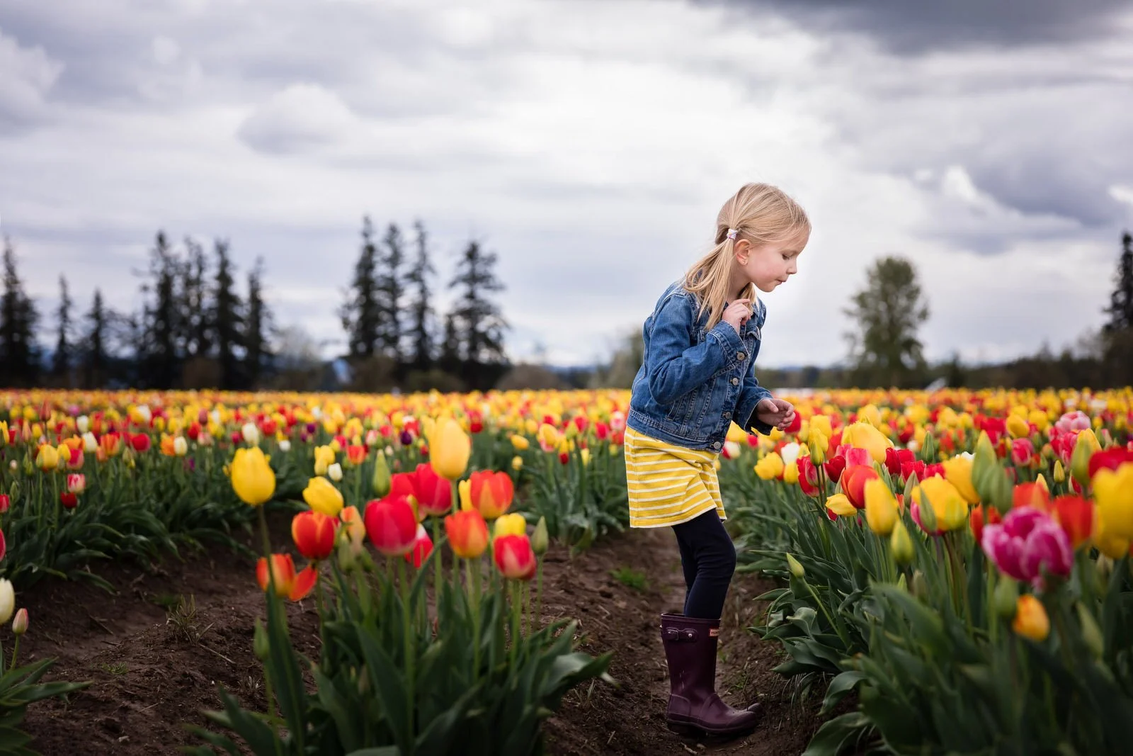 Tulip Fields Tulip Fields