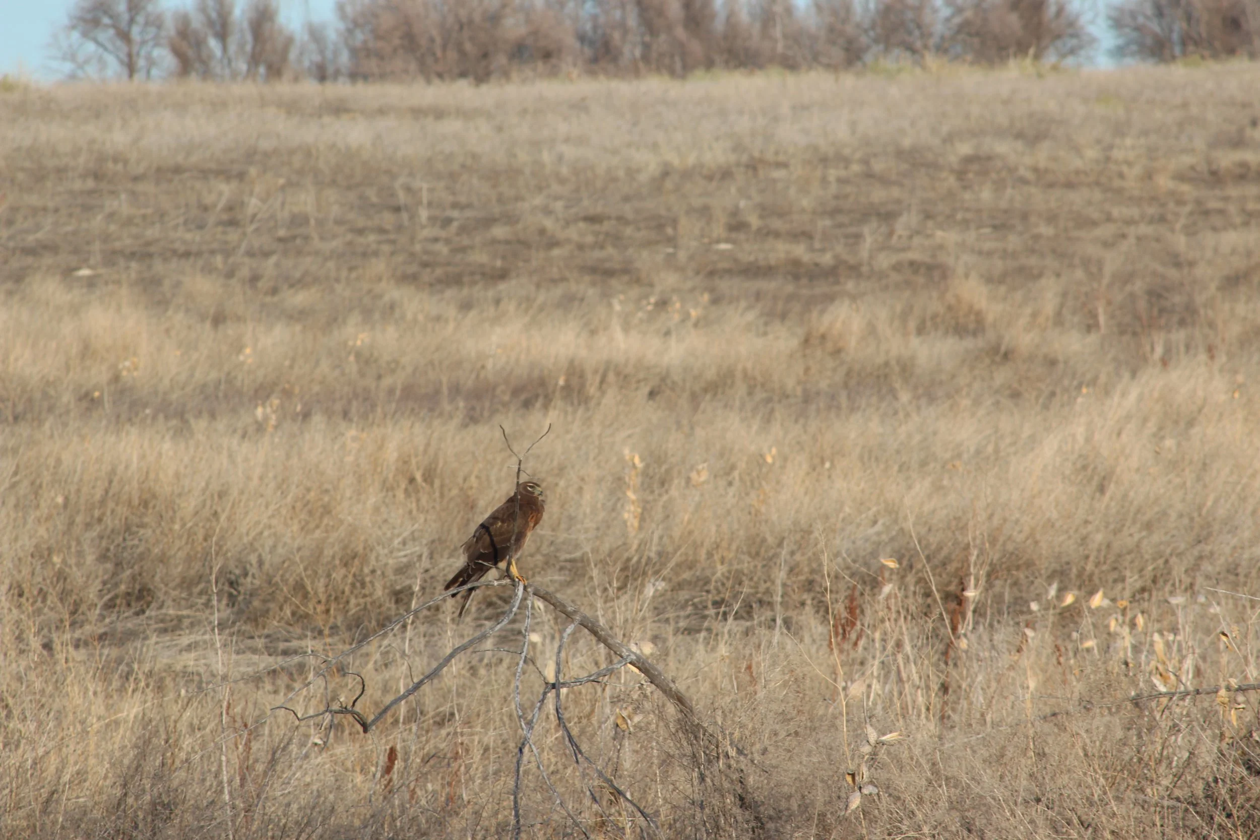 Colorado birdguide
