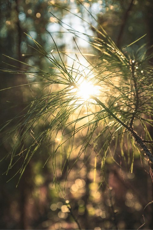 Northwest Integrative Psychiatry