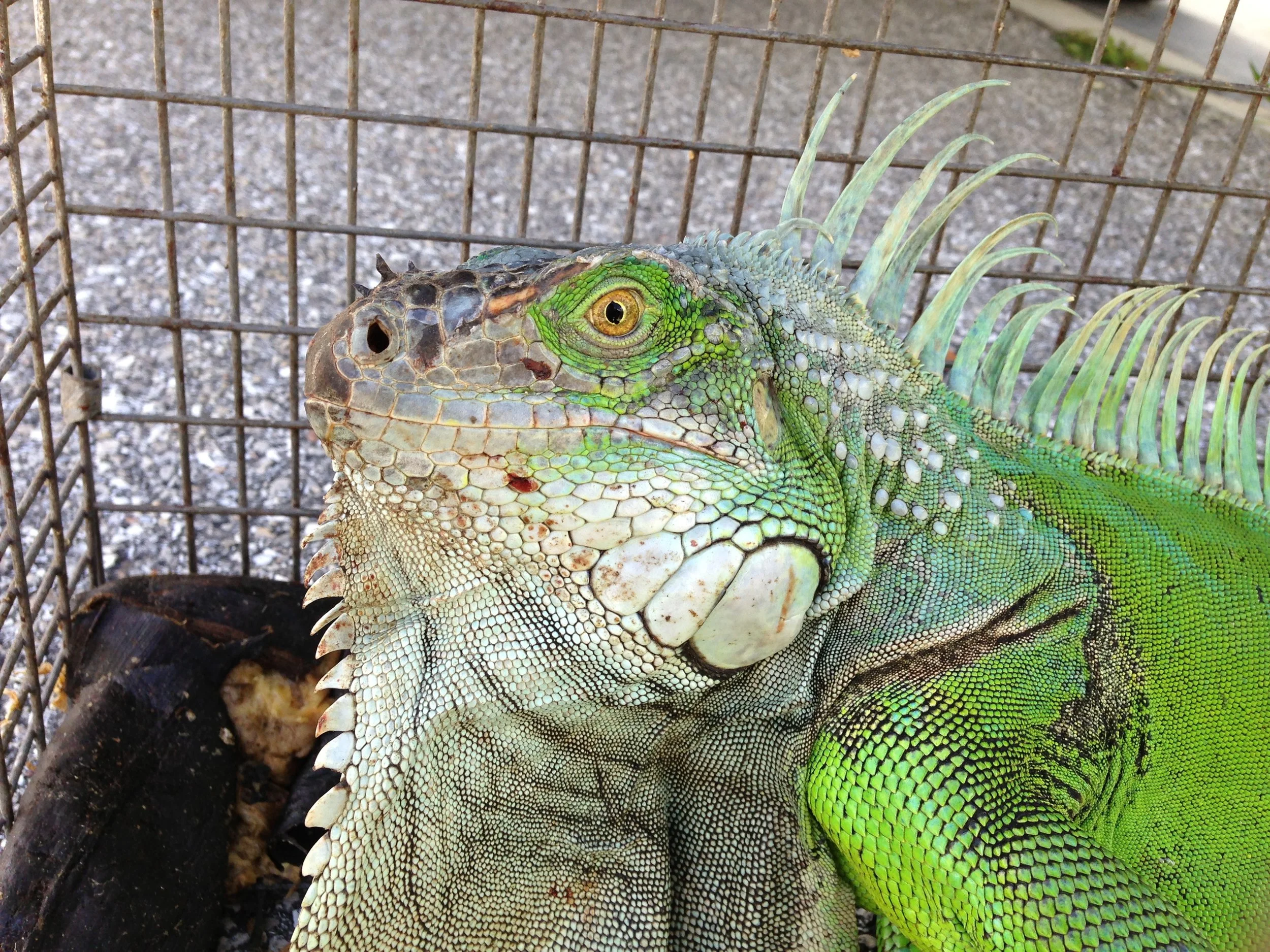 Florida Iguana Removal Services by Animal Rangers, Inc.
