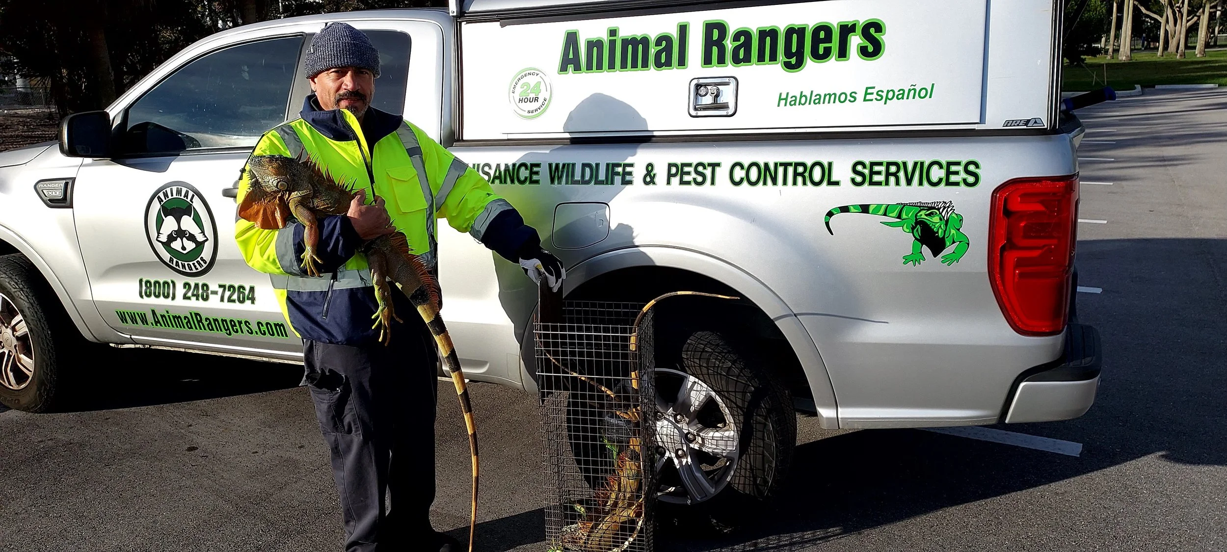 Florida Iguana Removal Services by Animal Rangers, Inc.