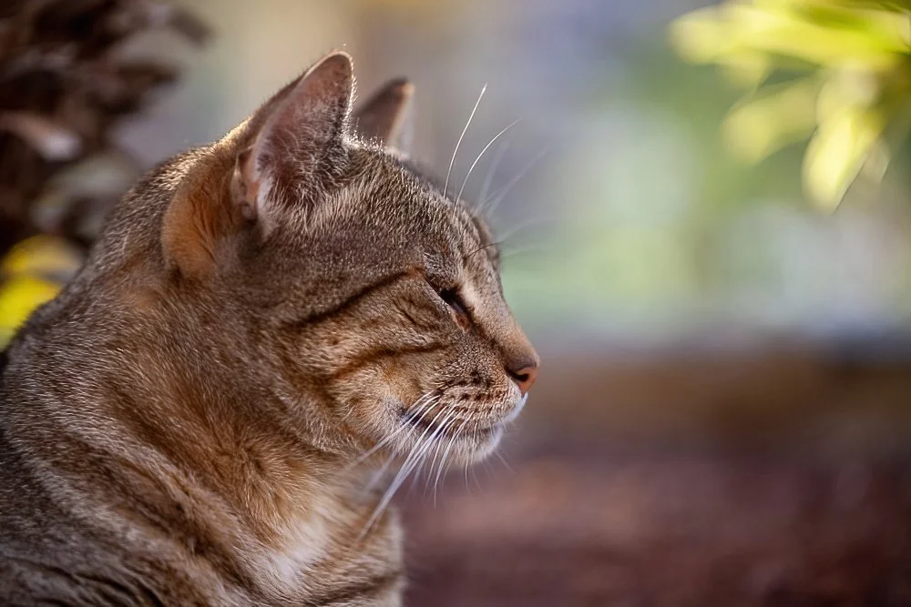 Equine & Pet Portraits — John Ellerton Photography