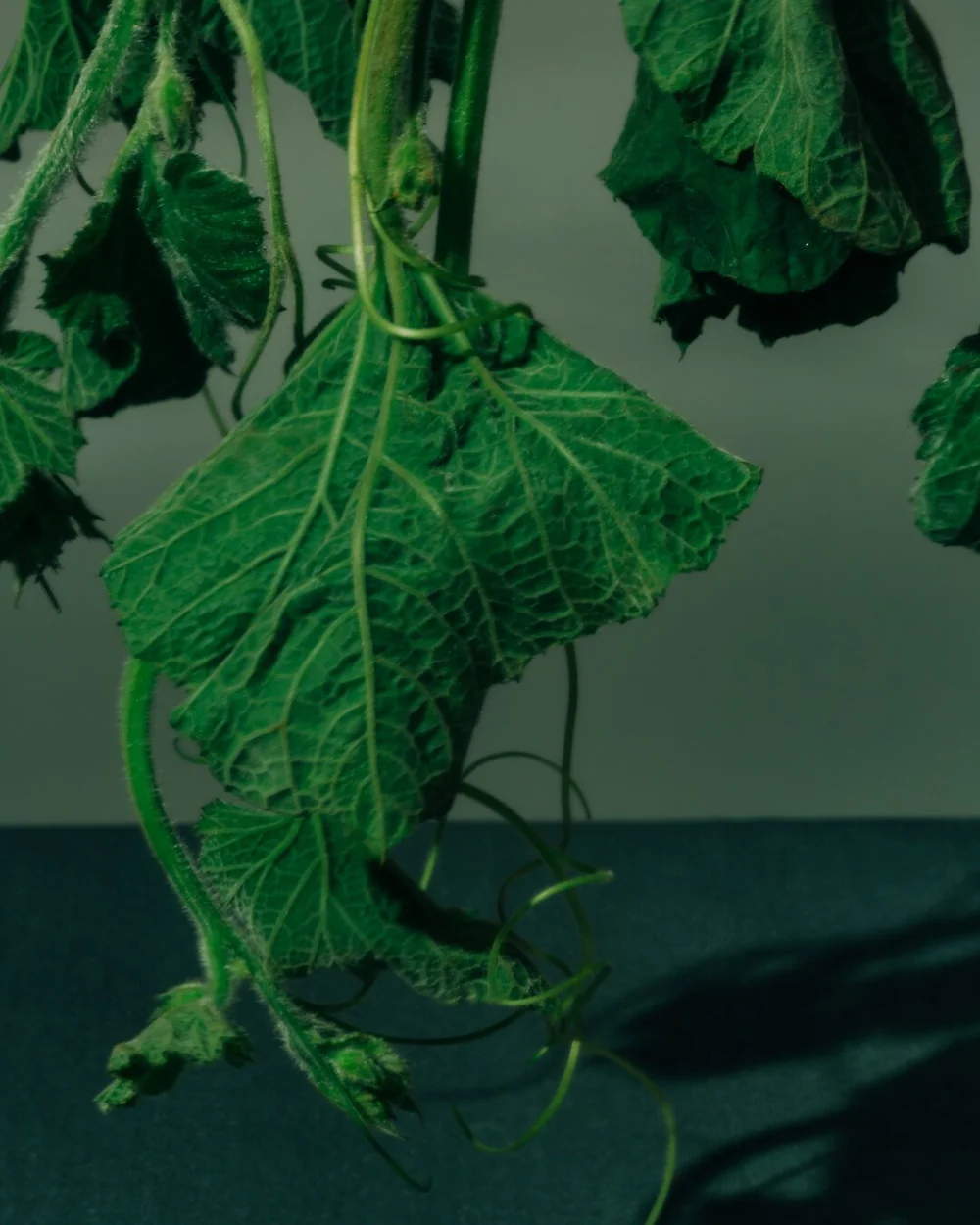 Aspic Fantasma — STUDIO FLUDD