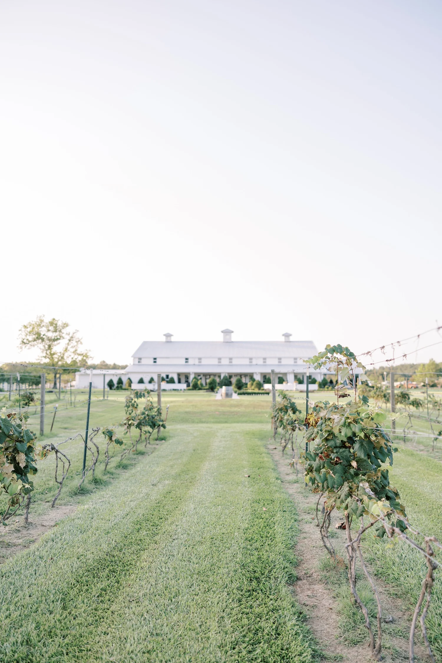 Milicevic Vineyards and Venue — BON TEMPS Event Planning & Design