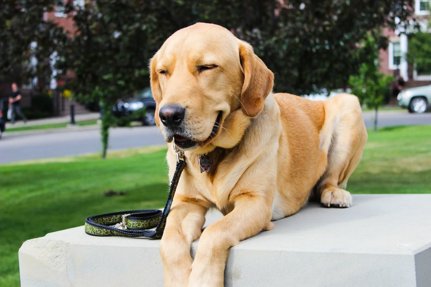 The C.O.O.L Course — Cultured Canines | Professional Dog Training in ...